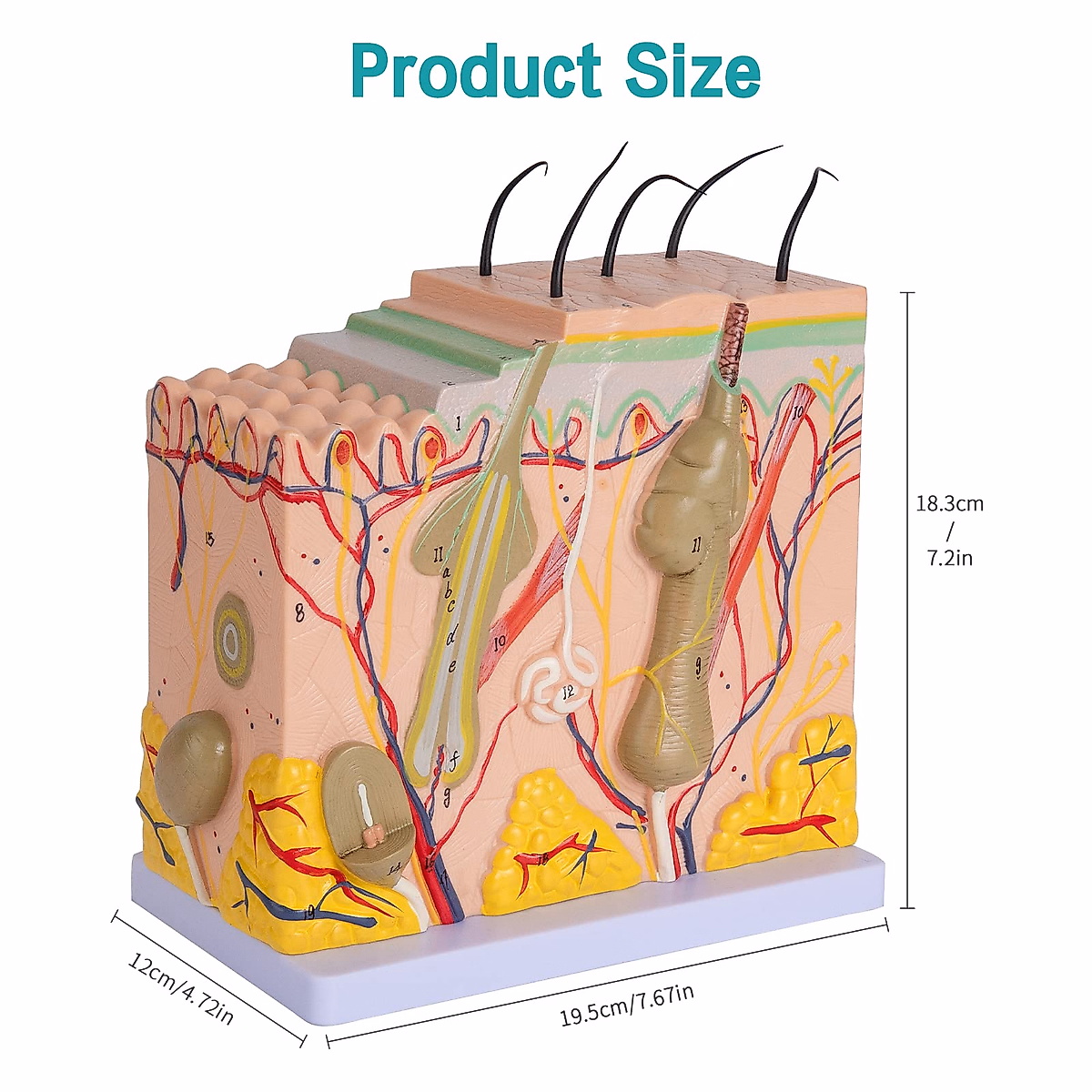 LVCHEN Skin Anatomy Model - Skin Diagram Model Human Anatomy Skin Model Skin Structure 50X Magnification Model with Hair