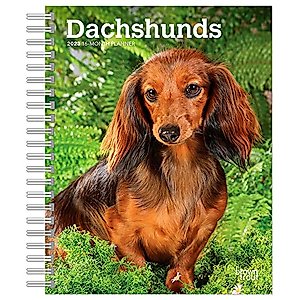 Dachshunds | 2023 6 x 7.75 Inch Spiral-Bound Wire-O Weekly Engagement Planner Calendar | New Full-Color Image Every Week | BrownTrout | Animals Dog Breeds Pets