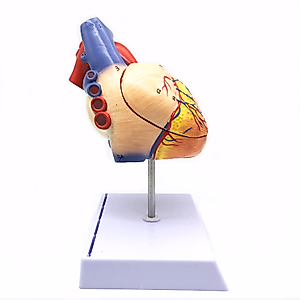 XINDAM 2X Enlarged Human Heart Anatomical Model,Anatomically Accurate Heart Model Human Skeleton Anatomy for Science Classroom Study Display Teaching Medical Model