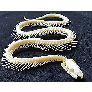 Real Snake Skeleton Animal Specimen in Science Classroom Specimens for Science Education