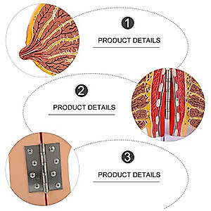 iplusmile Model of The Female Breast Human Breast Anatomy Model Lactation Teaching Nursing Trainning Education Tools for Medical Students and Teachers
