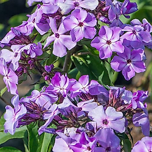 CHUXAY GARDEN 30 Seeds Phlox 'Violet Pinwheels',Creeping Phlox Seed,Alpine Phlox,Moss Phlox Evergreen Perennial Flowering Plant Landscaping Rocks Beautiful Potted Plants