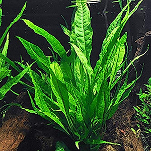 Java Fern – Mature, Healthy, Super Easy Live Aquarium Plant 5-6 in. Great for Betta Guppy Cherry Shrimp! by Aquatic Discounts. BUY2GET1FREE!