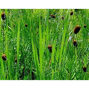 1196-Dwarf Cattails (Typha laxmannii) Seeds by Robsrareandgiantseeds UPC0764425788492 Non-GMO,Organic,USA Grower,Bonsai,Showy, Butterfly Flower,1196 Package of 25 Seeds