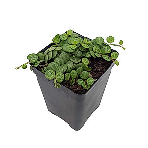 String of Hearts/Turtles/Peace Sign/Cross - Peperomia prostrata- 2.5" Pot