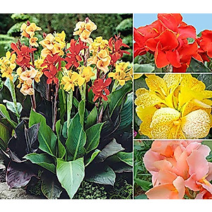 20+ Mixed Canna Lily Flower Seeds Perennial Beautiful Bonsai Plant Home Garden Decor