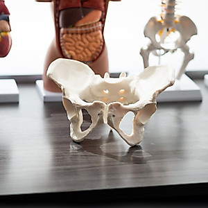 MonMed Life Size Female Pelvis Model, Hip Model – Female Anatomy Model, Hip Bone Pelvic Model Female Anatomical Model