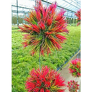 Small Air Plants - 3 Ionantha Fuego - 1 to 2 Inch Air Plant - Color & Form Varies by Season - 30 Day Guarantee on Tillandsia from The Drunken Gnome (3, One Size 1-2")