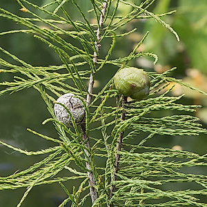 Pond Cypress | 10 Live Trees | Taxodium Ascendens | Wet Tolerant Fast Growing Shade Tree