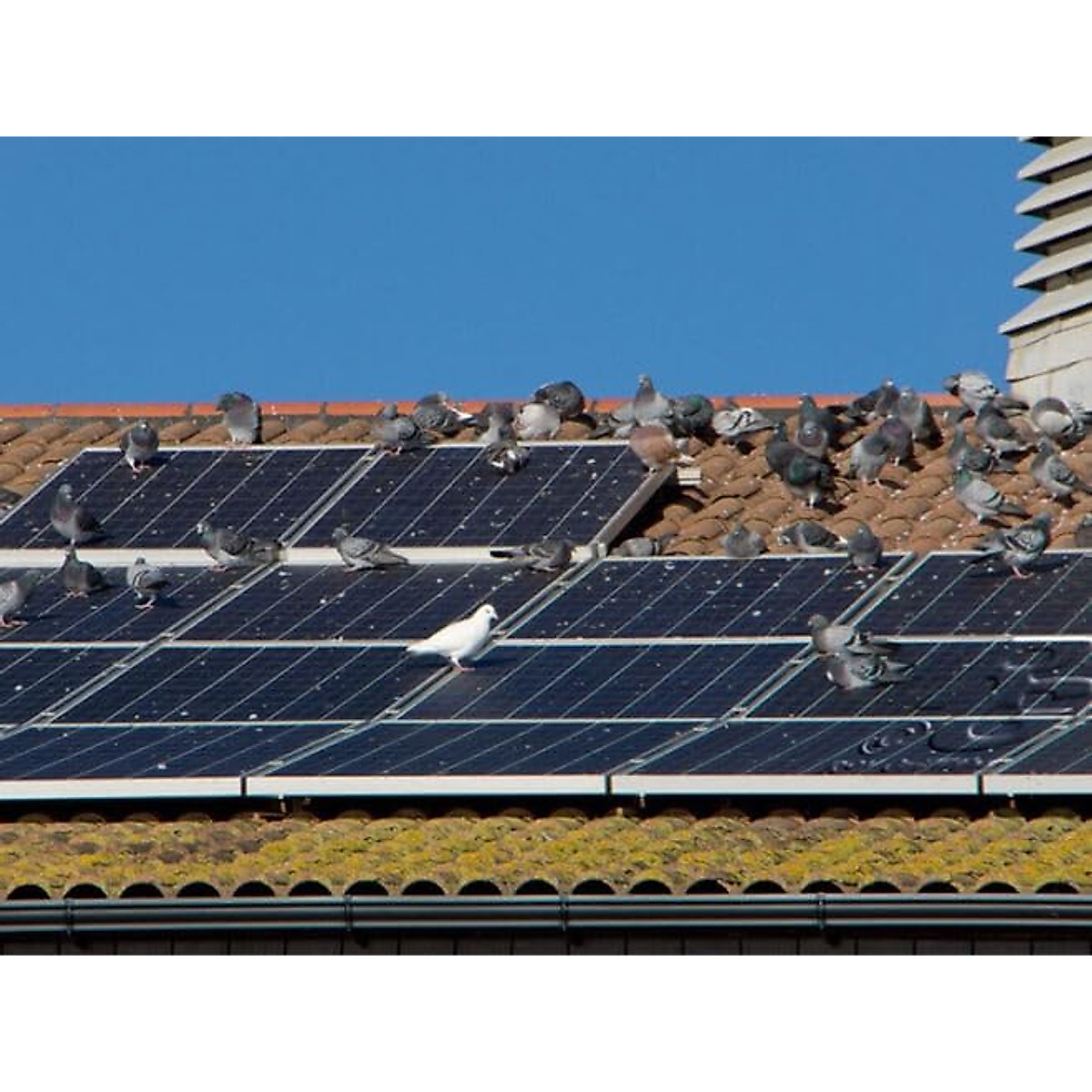 Squirrel Guard 8" Kit. 100 ft. PVC Coated Galvanized Steel Roll with 100 Aluminum Fasteners