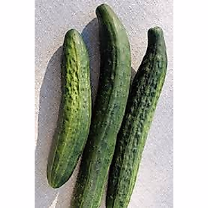 "Green Dragon" Cucumber Seeds for Planting, 50+ Heirloom Seeds Per Packet, (Isla's Garden Seeds), Non GMO Seeds, Botanical Name: Cucumis sativus, 90% Germination Rate