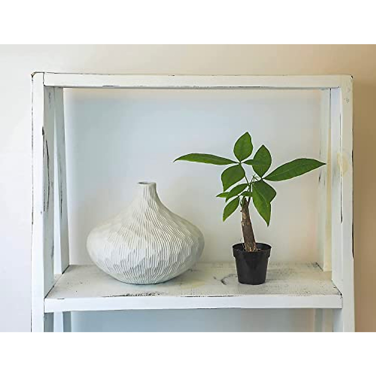 Altman Plants, Live Money Tree Plant, Pachira Aquatica Money Tree, Feng Shui Money Tree Pachira Aquatica Plant, Pachira Plant Bonsai Tree in Planter Pot with Soil, Money Tree Plant Indoor Plants
