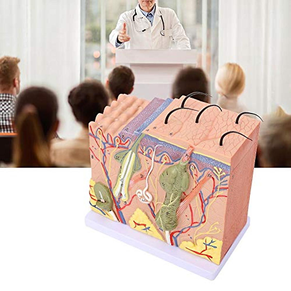 50X Human Skin Magnified Mode Laboratory Skin Model Biology Teaching