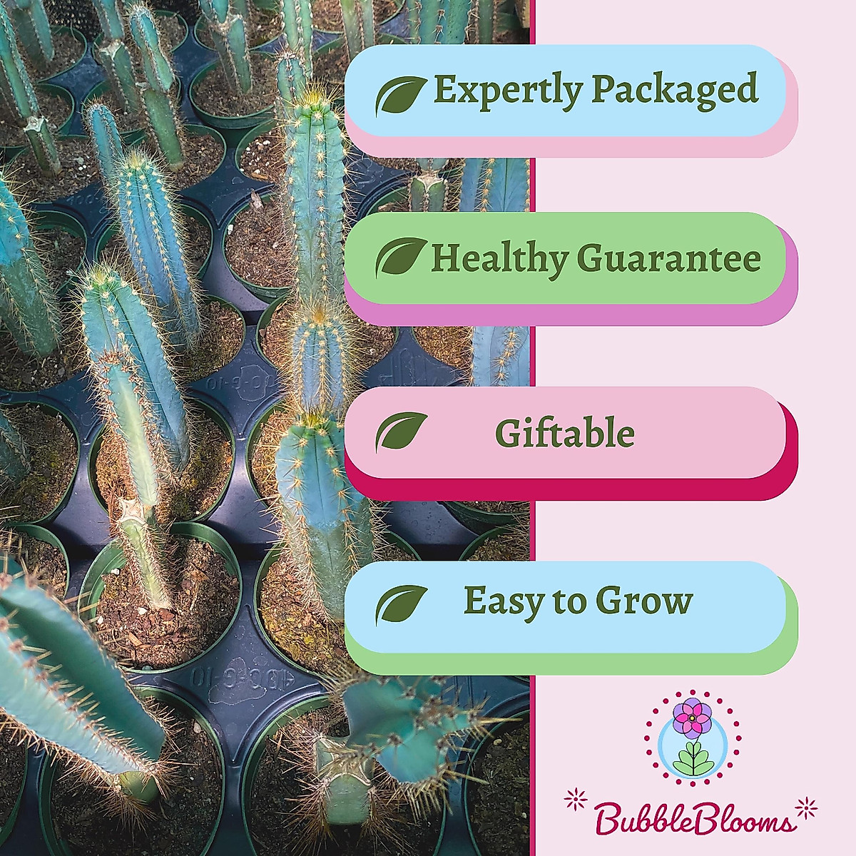 BubbleBlooms Blue Columnar Cactus, Pilosocereus pachycladus Cacti, Column Blue Torch, in a 4 inch Pot