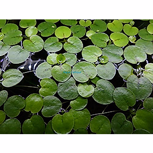 6 Amazon Frogbit (Limnobium Laevigatum), Live Aquarium/Aquatic Floating Plant by Aqua L'amour