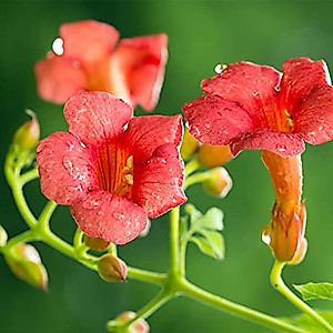 QAUZUY GARDEN- 20 Dark Red Hummingbird Trumpet Vine Seeds Hardy Striking Vine Plant for Garden and Outdoor Hummingbirds Love It