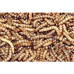 The Mad Jungle tm 200 Live Large 2 inch Superworms Live Arrival Guaranteed