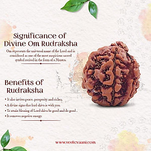 Vedic Vaani Natural Divine Sacred Om Aum Lord Shiva Rudraksh (1 Pcs)