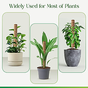 Pisol Moss Pole for Plants Monstera, Extendable Plant Sticks Support, Plant Stakes for Indoor Potted Plant, 15.7'' Coco Coir Pole Plant Trellis for Sphagnum, Pothos and Other Climbing Plants(2 PCS)