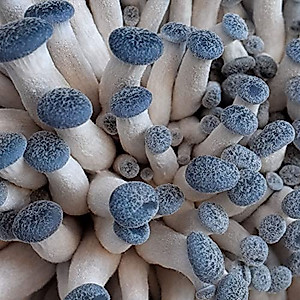 Organic Blue Oyster Mushroom Growing Kit