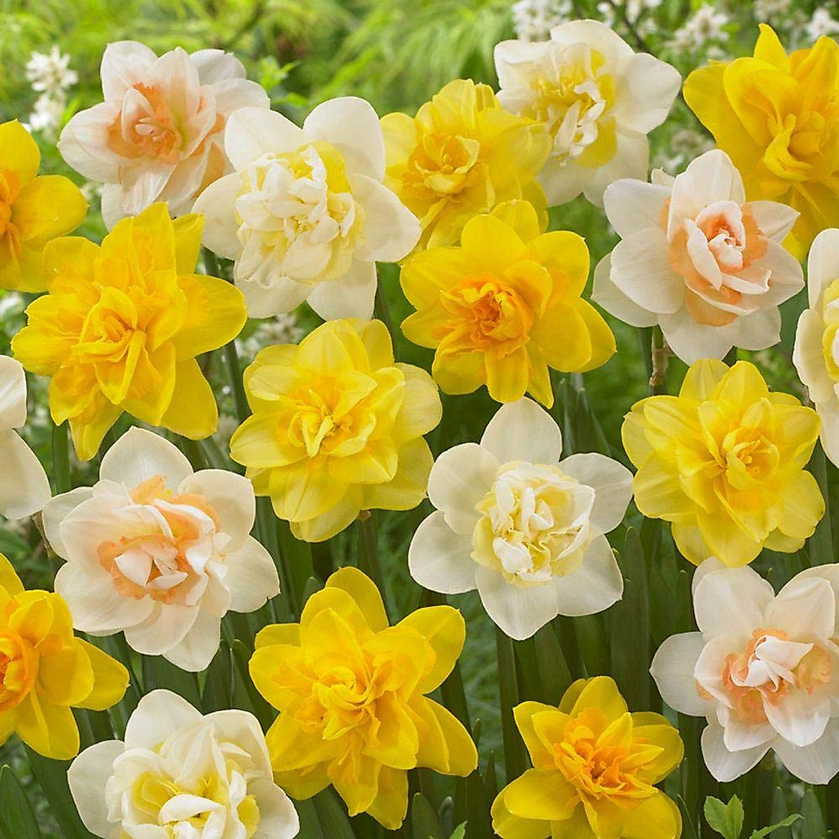 Daffodil, Narcissus Double Mix, (25 Bulbs) Top Size 14/16 cm. Shipping Now !