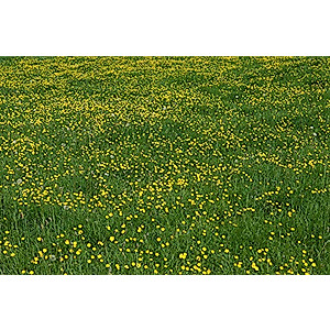 Western Buttercup Long Blooming Field Flower Seeds, 1000+ Seeds Per Packet, (Isla's Garden Seeds), Non GMO & Heirloom, Scientific Name: Ranunculus occidentalis, Great Home Garden Gift