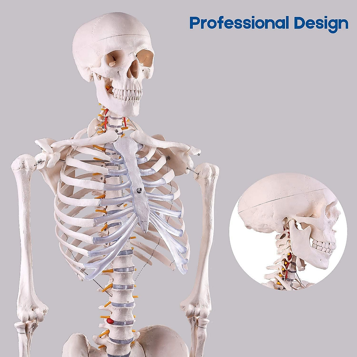LYOU Human Skeleton Model, Medical Anatomical Skeleton Life Size 70.8 in with Rolling Stand for Anatomy Teaching and Studying, Colorful Poster Includes