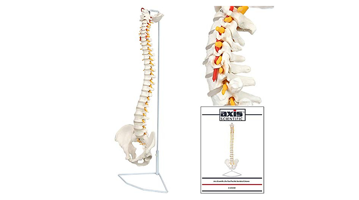 Human Spine Model for Education & Study | Axis Scientific