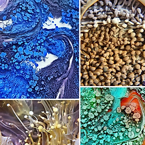 KAMENSKAYA Alcohol Ink for Epoxy Resin Petri Art: Alcohol Ink Set of 13 Mini Petri Inks, 0.17 fl oz (5 ml) each