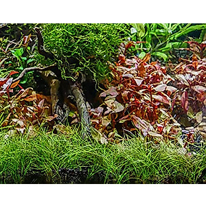 Marcus Fish Tanks - 3X Dwarf Hair Grass Eleocharis Parvula Live Aquarium Plants Carpeting Plant for Aquatic Freshwater Fish Tank