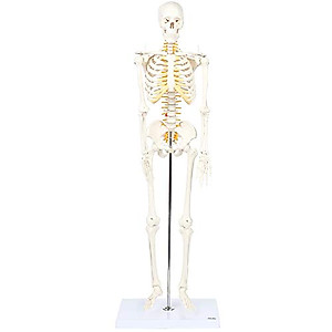 Axis Scientific Mini Human Flexible Skeleton Model with Stand, 34" Tall Skeleton Includes Flexible Spine and Removable Arms and Legs, a Stand and Base for Display and Demonstration,