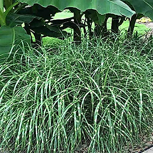 QAUZUY GARDEN 10 Seeds Zebra Grass Variegated Maiden Grass Miscanthus Sinensis Zebrinus Seeds Perennial Ornamental Grass Hardy Easy to Grow Low-Maintenance