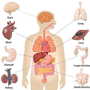 8PCS Human Organs Model Mini Human Body Parts Anatomy Toys for Kids, Anatomy Models Physiology Study Tools Students Sciences Learning Kit