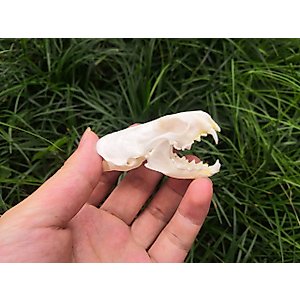 Racoon Dog Skull,Cat Skull,Coypu Skull,Muskrat Skull,Fox Skull,Raccoon Dog Skull,Mink Skull,Taxiderm Skull Specimen