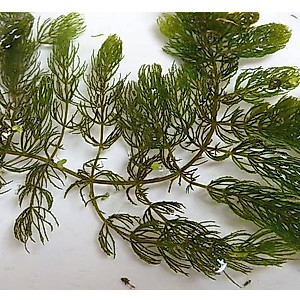 Marcus Fish Tanks Hornwort Coontail Ceratophyllum Easy Live Aquarium Plant Oxygenating Pond Plant Buy 2 GET 1 Extra