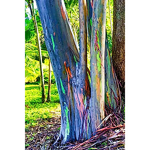 Rainbow Eucalyptus Tree Seeds - 50 Seeds - Stunning Colored Bark - Eucalyptus deglupta