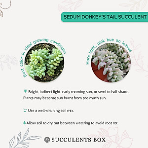 Sedum Burrito Donkey's Tail Succulent (2 inch) | Live Healthy Unique Hanging Succulents for Home Office Decoration
