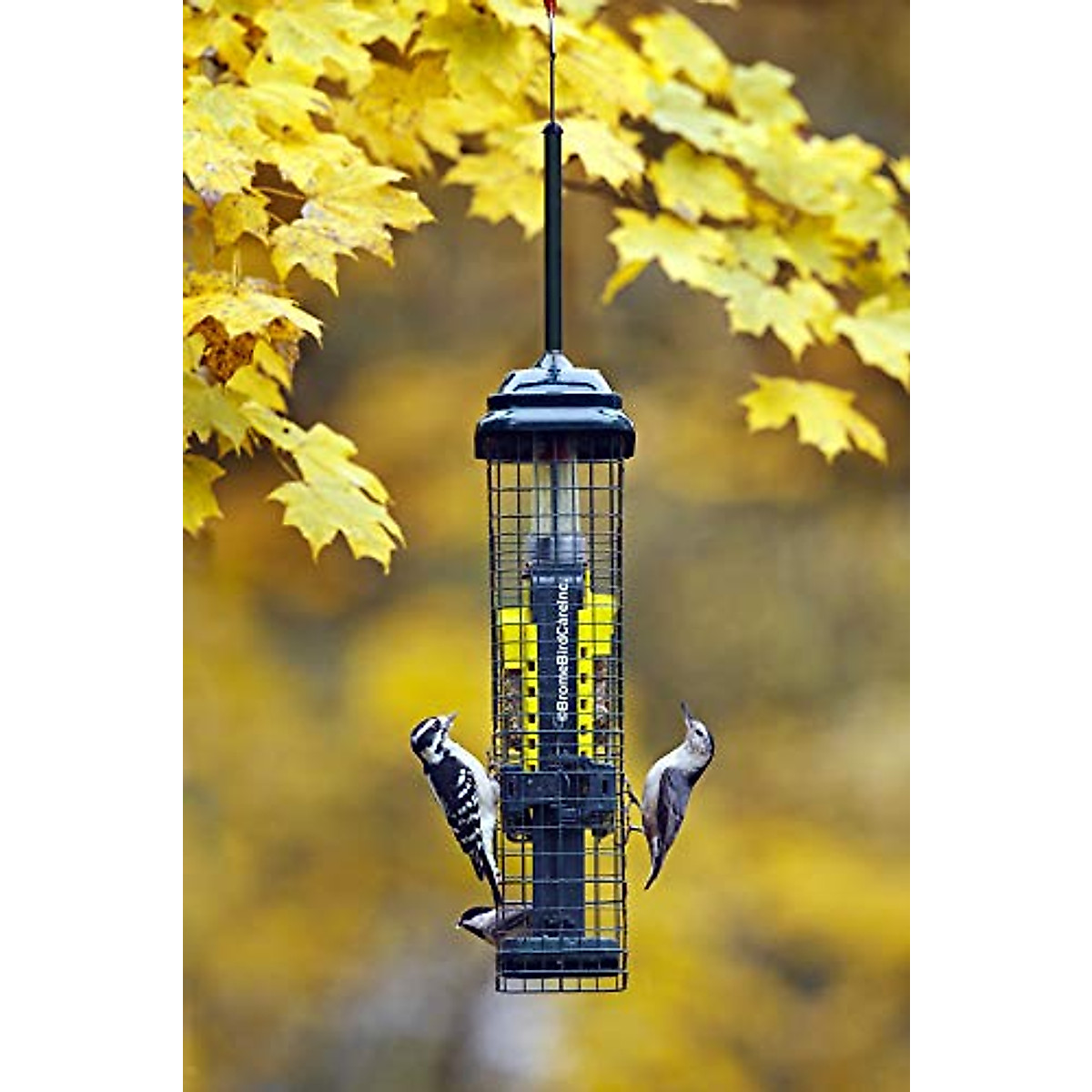 Squirrel Buster Suet Squirrel-proof Suet Bird Feeder w/2 Suet Cake Trays, 2 Crumb Ports, Mess-free Suet Loading,Green