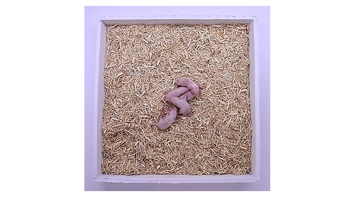 MiceDirect Frozen Small Fuzzie Mice for Snakes - 20 Pack