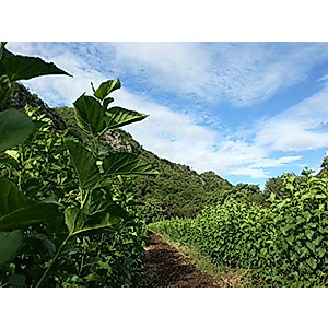 Zi Chun Tea | Organic White Mulberry Leaf Tea | Loose Leaf Herbal Tea from Thailand | Caffeine Free Organic Wellness Tea | Morus alba - 3.5 oz