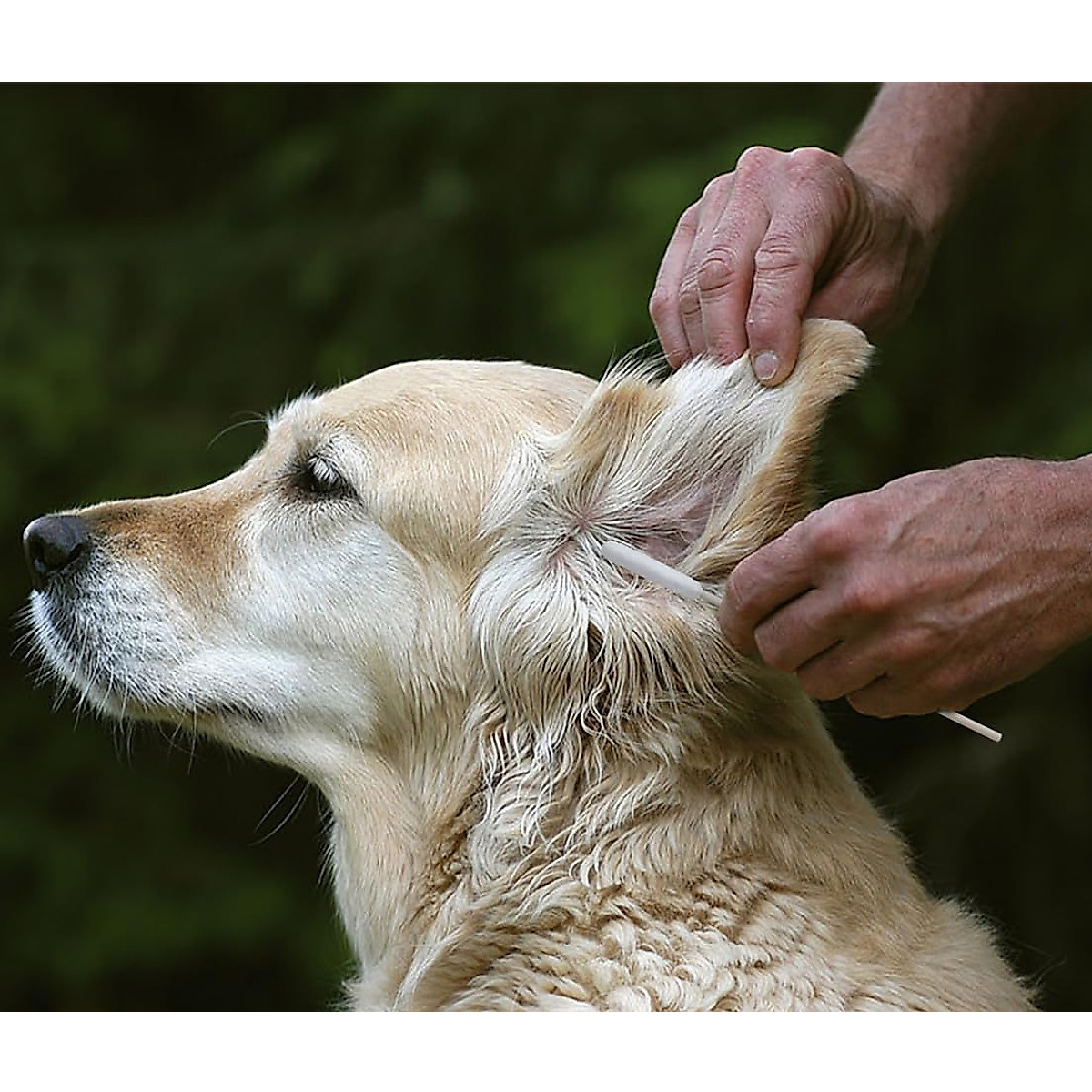 PAUSMAM 200 Pcs 6 Inch Professional Large Cotton Swabs for Dog, Bamboo Cotton Buds of Medium and Large Pets Ears Clean