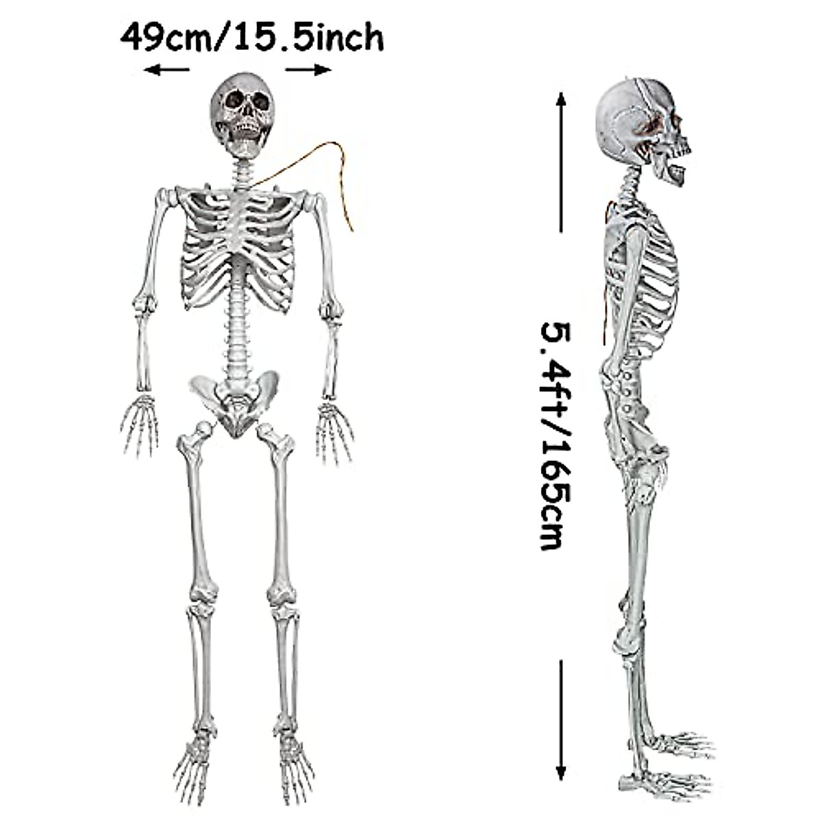 5.4ft/165cm Halloween Skeleton - Halloween Human Skeletons Full Body Bones with Movable Joints for Halloween Props Spooky Party Decoration