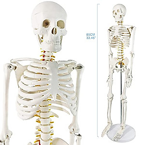 Human Skeleton Model for Anatomy 34” Tall Life Size Skeleton with Detachable Metal Base for Classroom Teaching and Lab Study