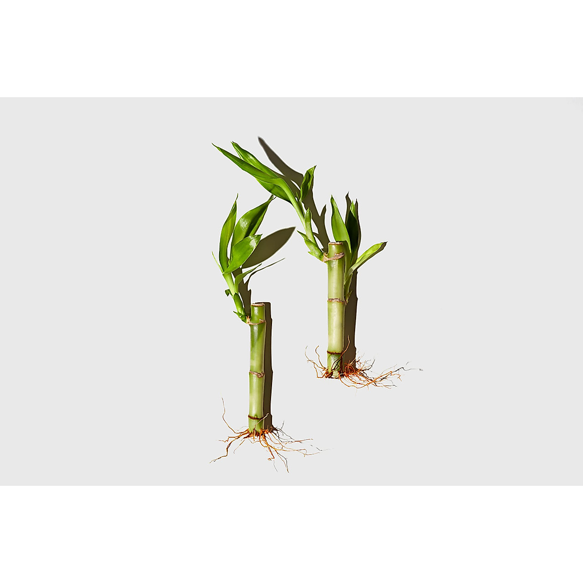 LATHER Bamboo Crème Shampoo - Lightweight & Non-Greasy Hair Wash Formula - Nourishing & Hydrating Shampoo for Dry or Damaged Hair - Sulfate Free - 8 Fl Oz Bottle