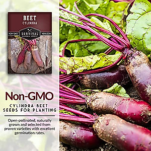 Survival Garden Seeds - Cylindra Beet Seed for Planting - 3 Packs with Instructions to Plant and Grow Dark Red Beets in Your Home Vegetable Garden - Non-GMO Heirloom Variety