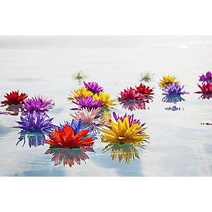 35 Pcs Bonsai Lotus Seeds for Planting Bowl Lotus Seeds, Water Lily Flower Plant Seeds. Great for Beginners and Seasoned Gardeners Alike.