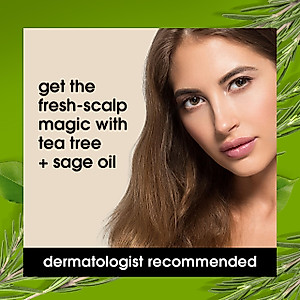 Yes To Tea Tree Shampoo with pH Balancing Formula, Nourishing Sage Oil, for Dry, Itchy Scalp Relief, Natural, Vegan & Cruelty Free, 12 Fl Oz