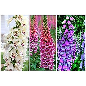 NIKA SEEDS - Flowers Purple Foxglove Digitalis Mix Perennial - 600 Seeds