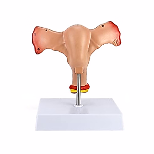 QWORK Human Female Uterus and Ovary Model, Female Genital Organ, Reproductive Organ Model, Uterine Medical Teaching Anatomical Gynecology Uterus and Ovary Model, Human Anatomy Replica