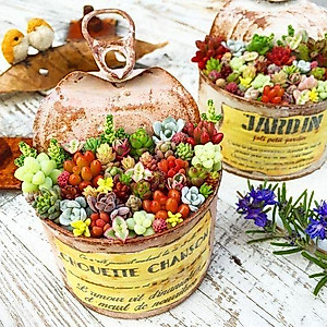 200pcs Rare Beautiful Mixed Mini Succulents Seeds for Planting, DIY Bonsai Ornamental Plant